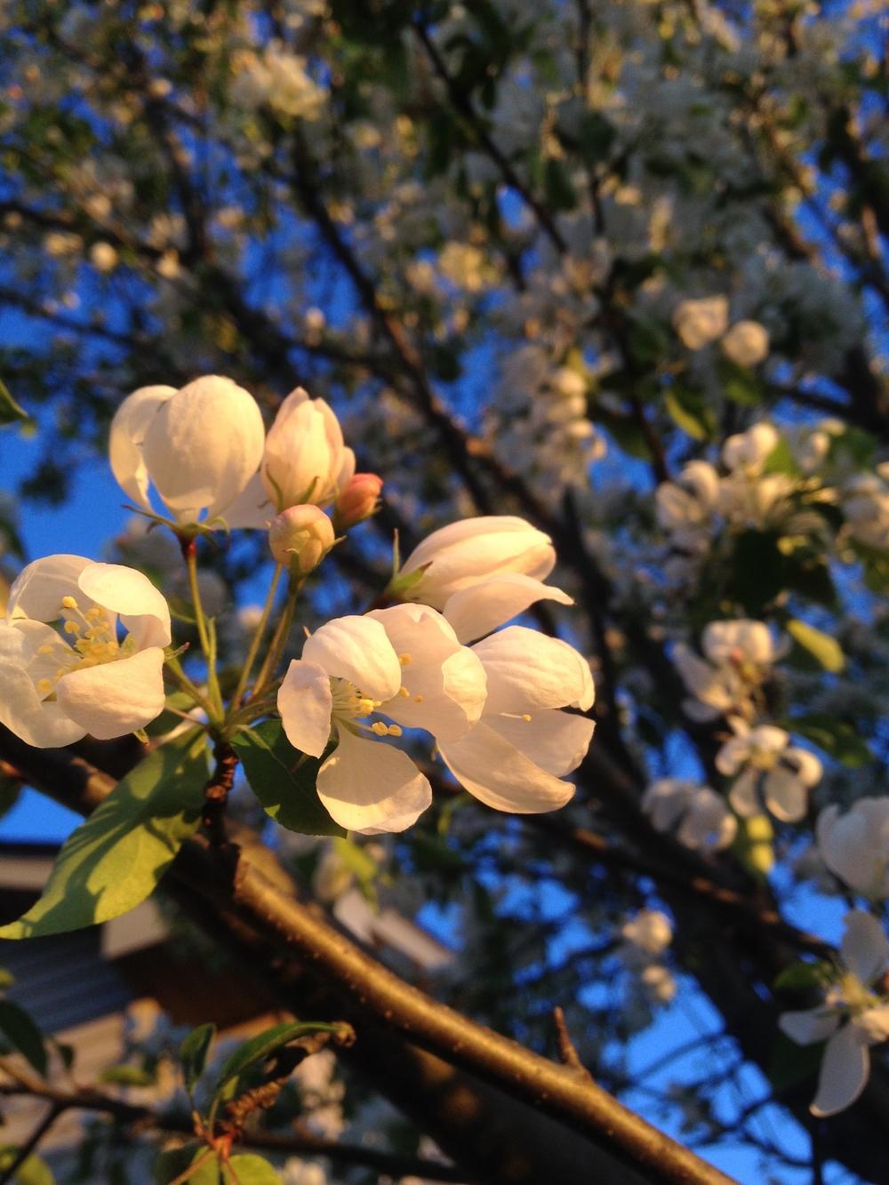 Flowering Crabapple (Malus 'Spring Snow') in the Apples Database ...