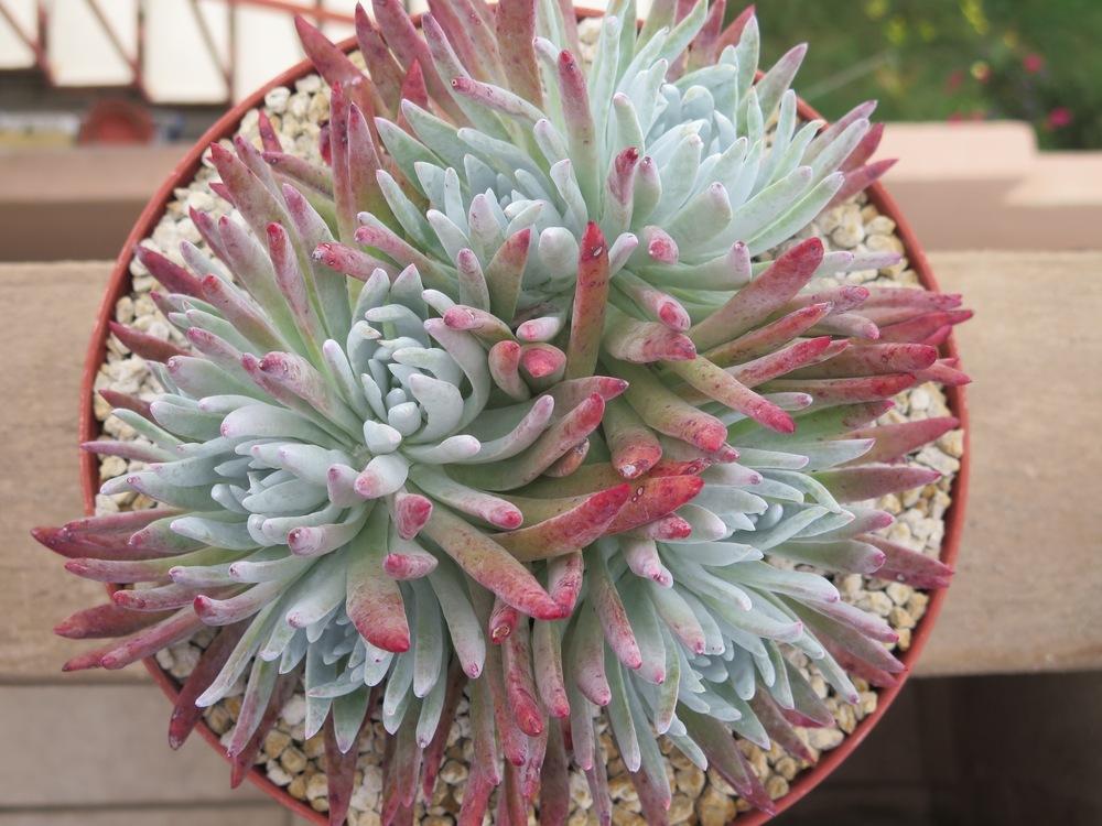 Dudleyas: Plant Care and Collection of Varieties - Garden.org