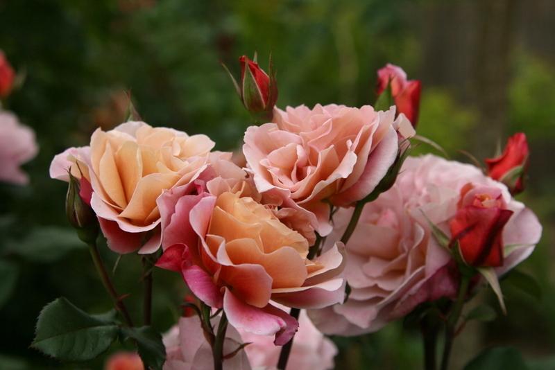 Photo of the bloom of Rose (Rosa 'Distant Drums') posted by Calif_Sue ...