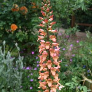 Foxglove (Digitalis Digiplexis® Illumination Apricot) in the Foxgloves ...