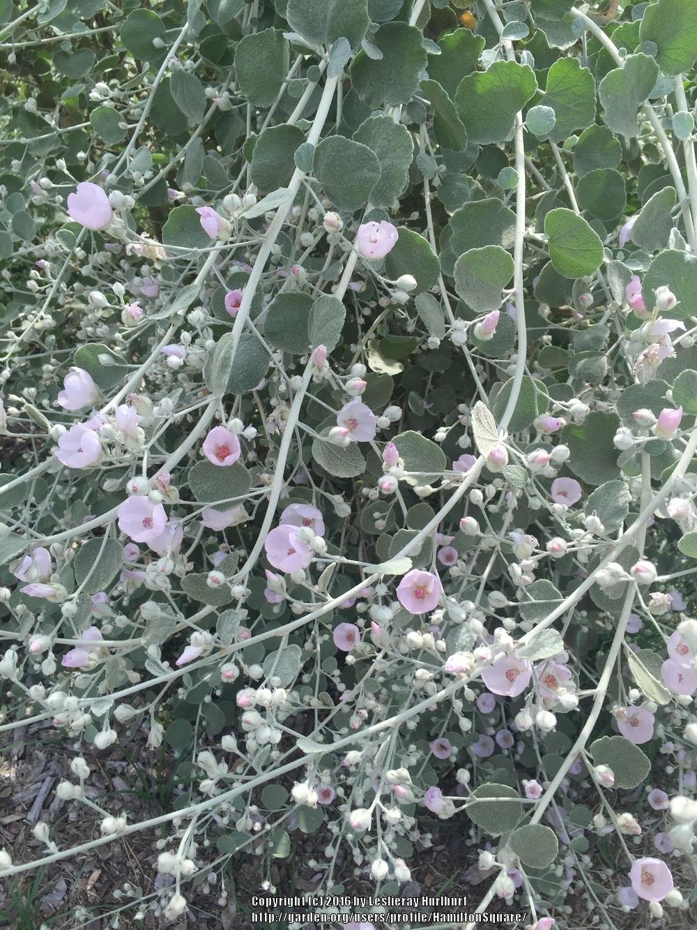Fremont's Bush Mallow (Malacothamnus fremontii) - Garden.org