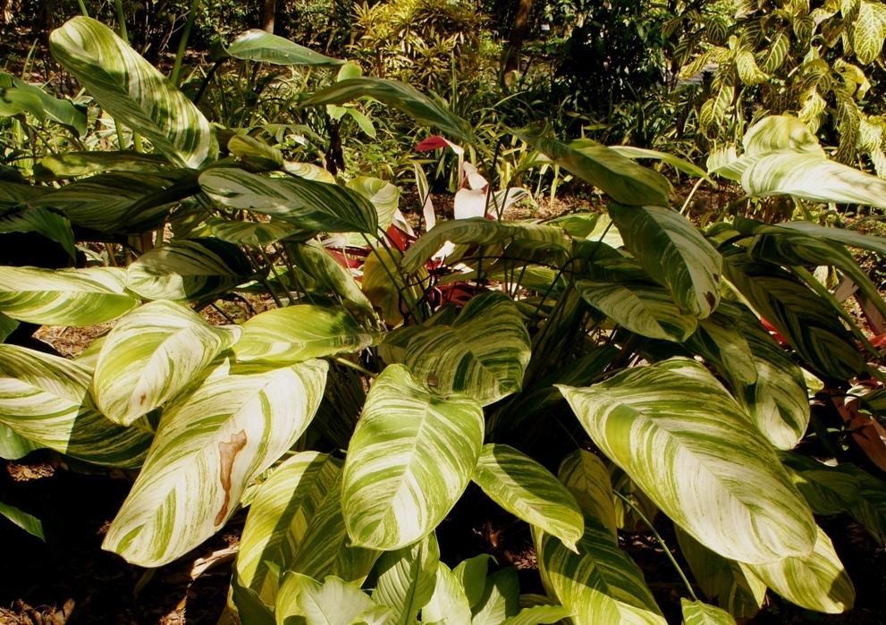 Stromanthe (Stromanthe stromanthoides 'Charlie') - Garden.org