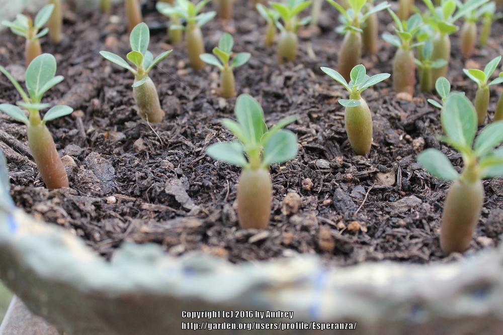 Adeniums: Plant Care and Collection of Varieties - Garden.org