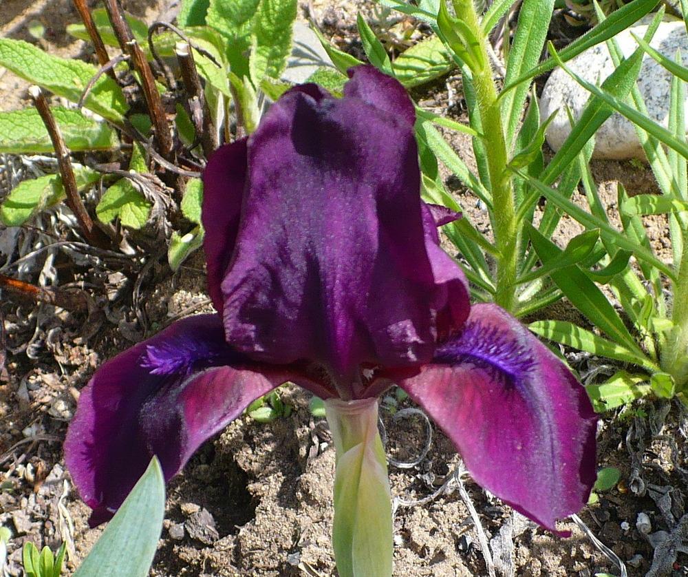 Photo of the bloom of Standard Dwarf Bearded Iris (Iris 'Cherry Garden') posted by HemNorth ...
