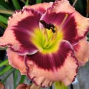 Daylily (Hemerocallis 'Rock Solid') in the Daylilies Database - Garden.org