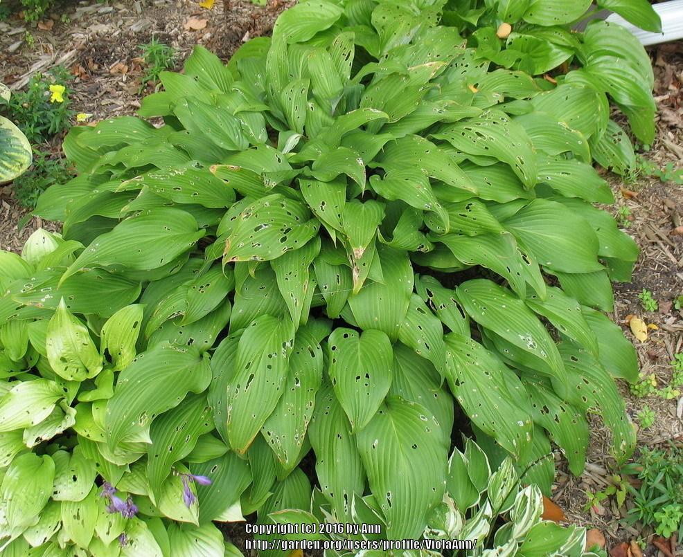 Daily Hosta #178 - 'Red October' in the Hostas forum - Garden.org