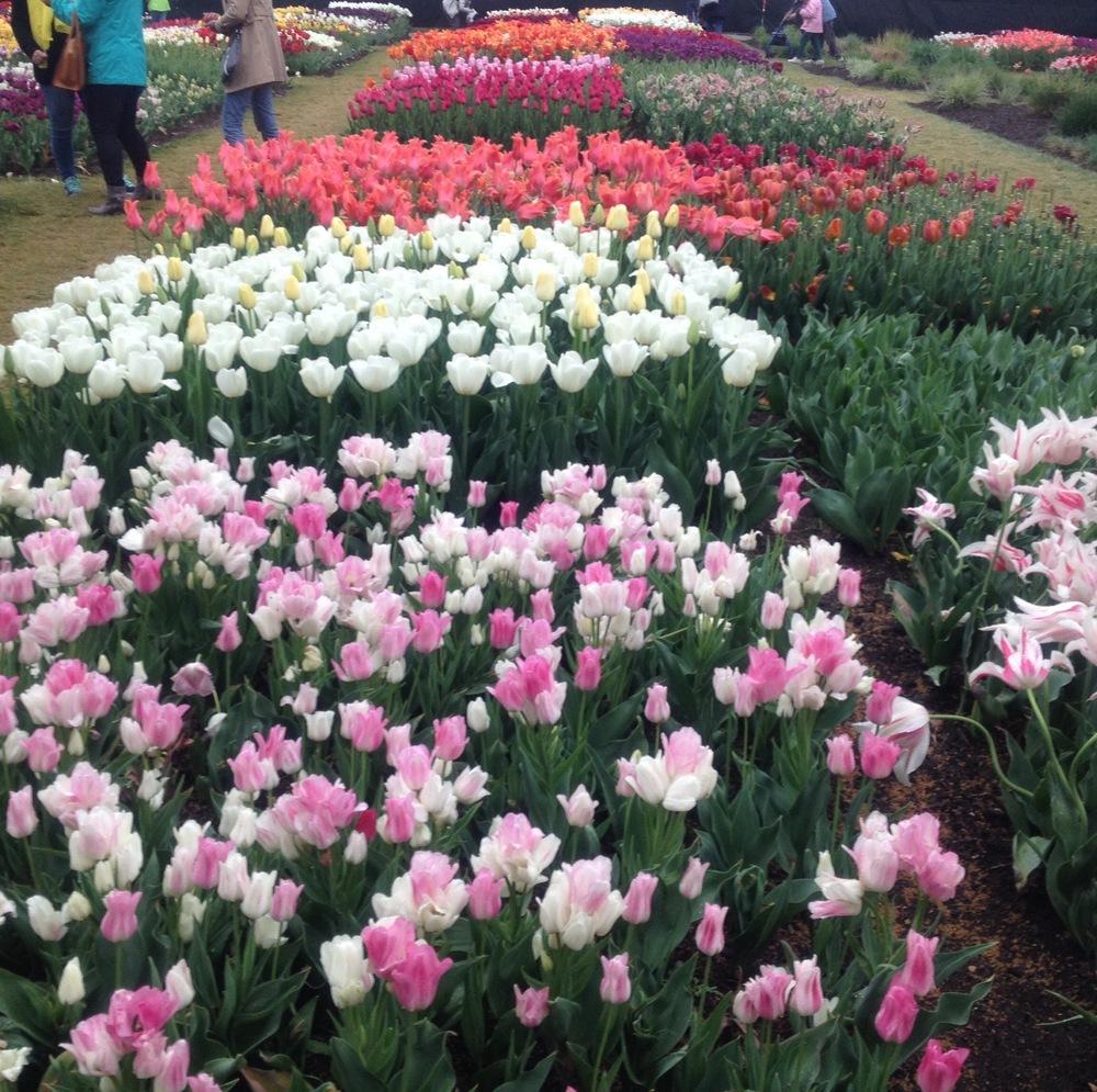 Longwood Gardens in Spring in the Public Gardens Photo Tours forum ...