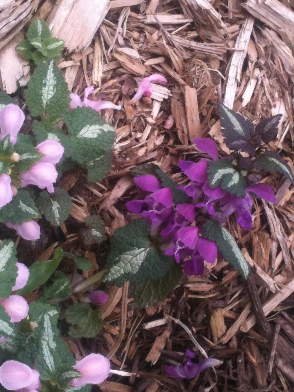 Spotted Dead Nettle (Lamium maculatum 'Shell Pink') in the Dead Nettles ...