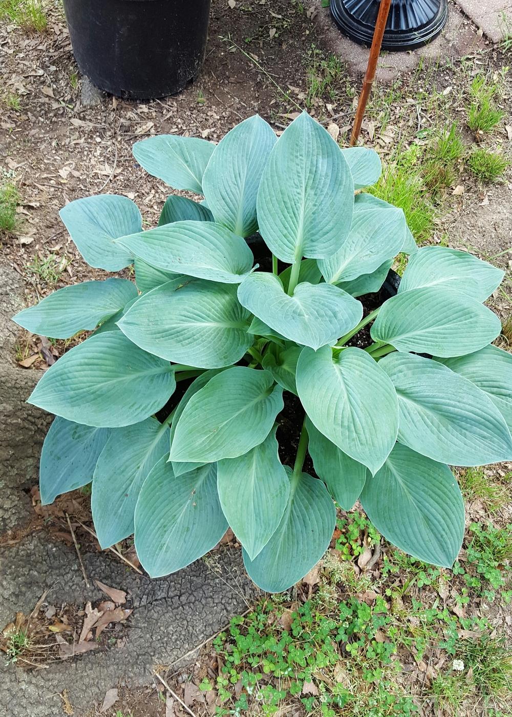 Hosta 'Blue Dream' in the Hostas Database - Garden.org