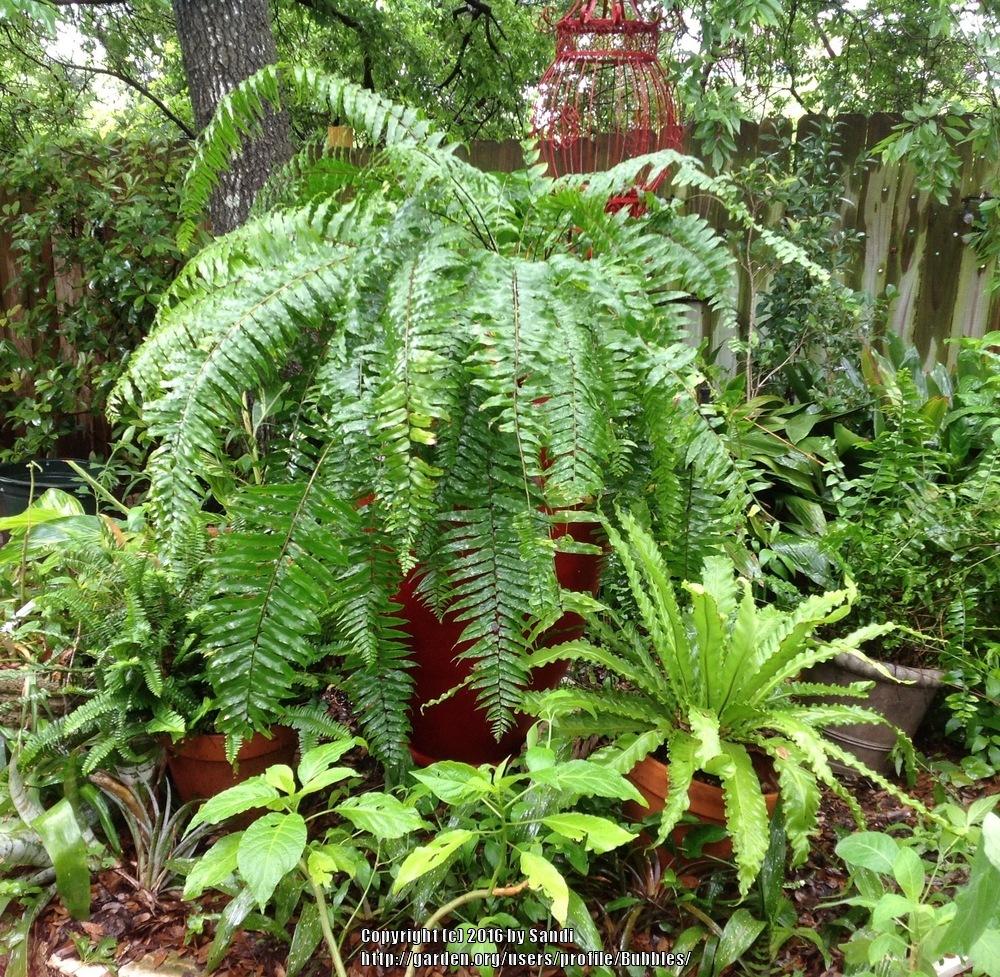Photo of the entire plant of Giant Sword Fern (Nephrolepis biserrata ...
