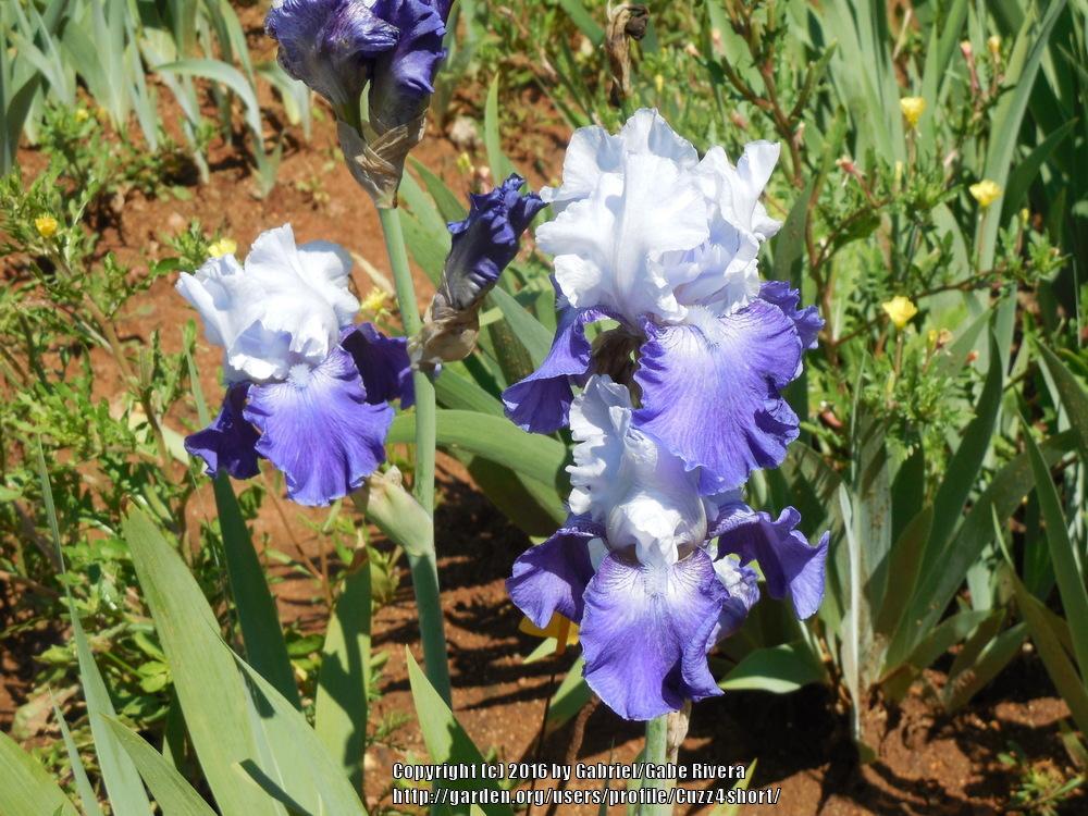 Photo of the bloom of Tall Bearded Iris (Iris 'Cross Current') posted ...