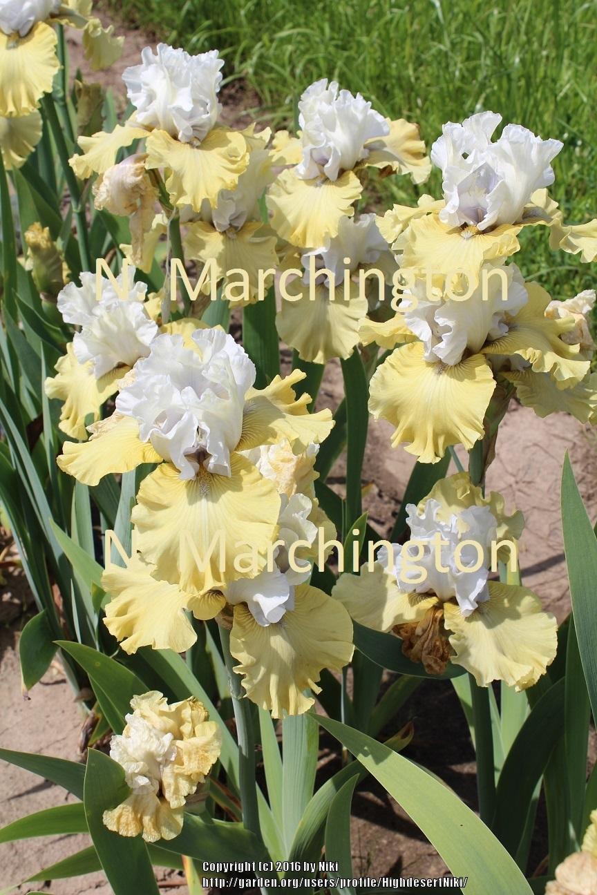 Photo of the bloom of Tall Bearded Iris (Iris 'Jungle Mist') posted by ...