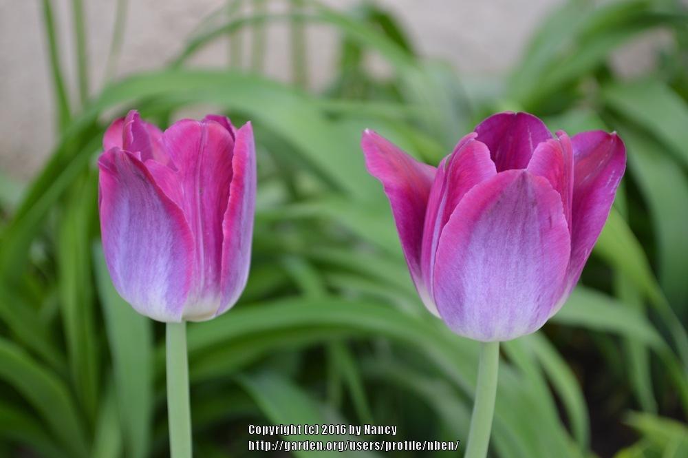 Triumph Tulip (Tulipa 'Pittsburg') in the Tulips Database - Garden.org