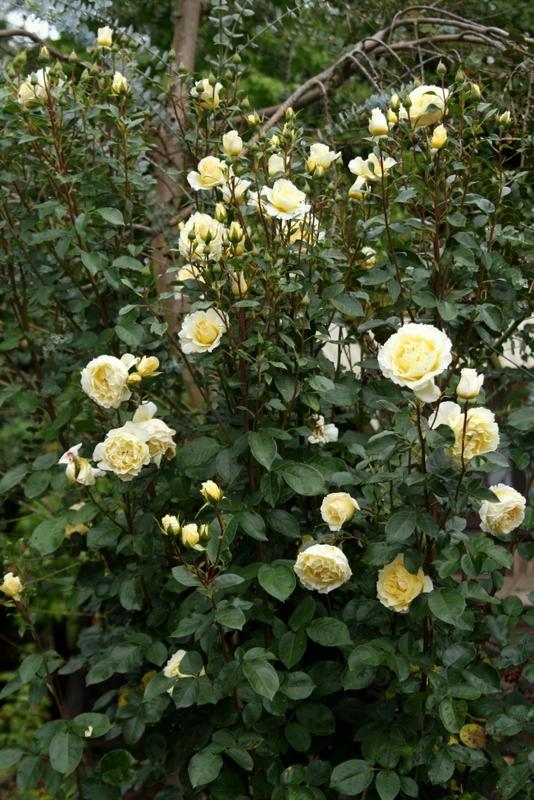 Photo of the entire plant of Rose (Rosa 'Irish Hope') posted by Calif ...