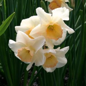 Jonquilla Daffodil (Narcissus 'Yazz') in the Daffodils Database ...