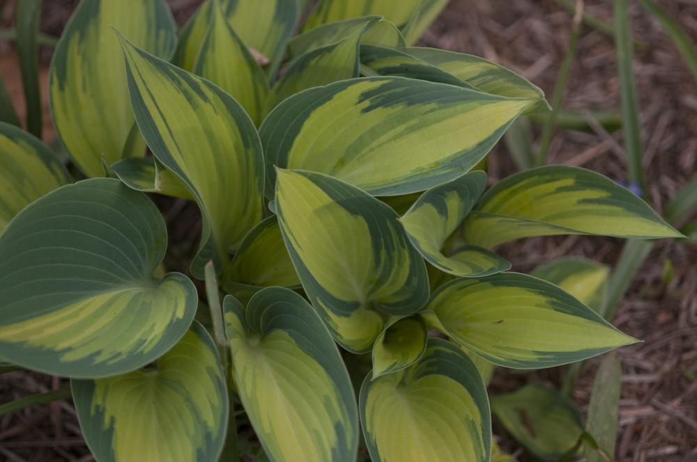 Hostas: Plant Care and Collection of Varieties - Garden.org