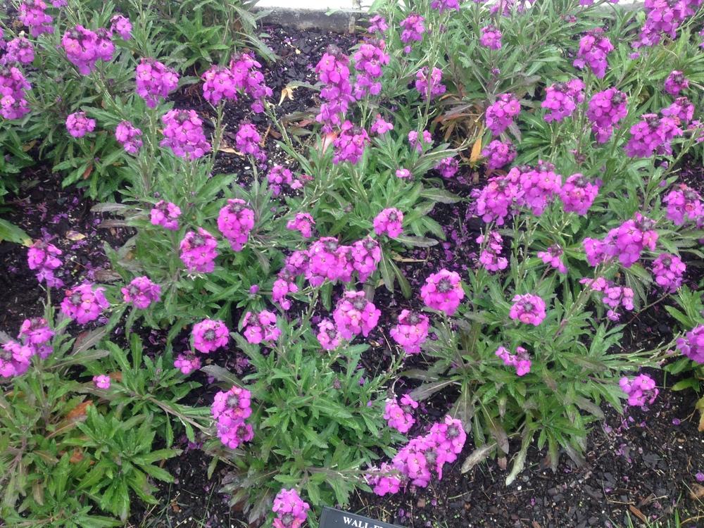 Wallflower (Erysimum Winter™ Joy) - Garden.org