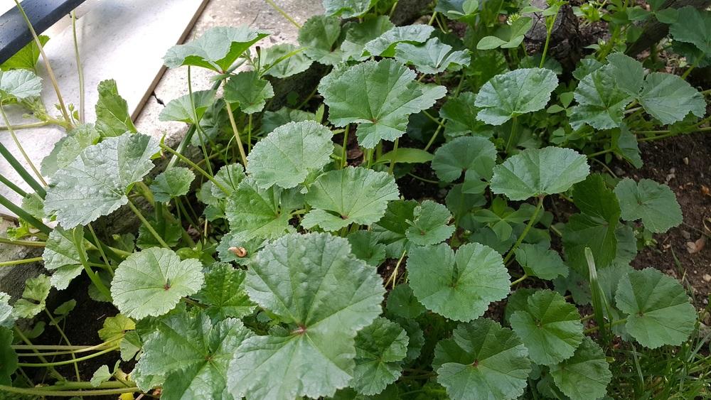 Photo of the leaves of Common Mallow (Malva neglecta) posted by fahte ...