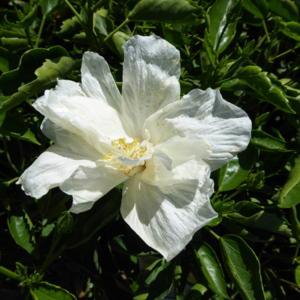 Tropical Hibiscus (Hibiscus rosa-sinensis 'Double White') in the ...
