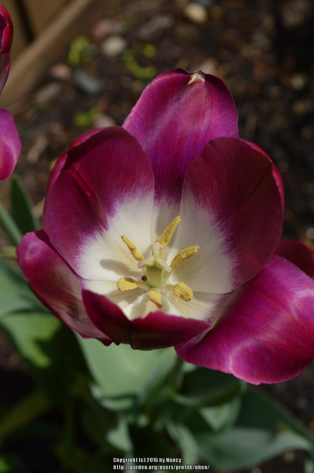 Photo of the bloom of Triumph Tulip (Tulipa 'Pittsburg') posted by nben ...