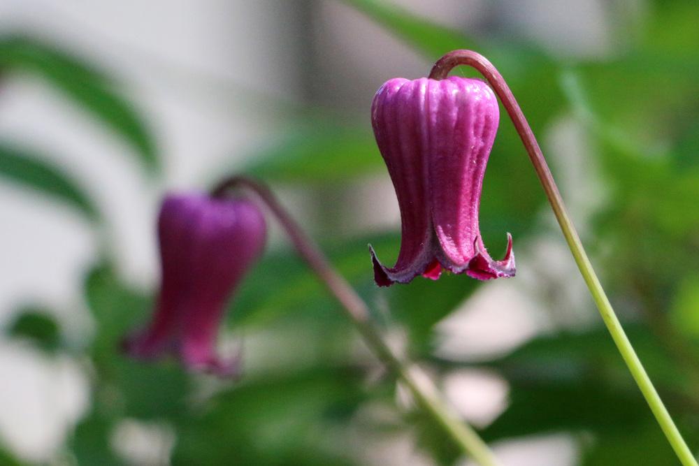 Photo of the bloom of Clematis (Clematis pitcheri) posted by GrammaChar ...