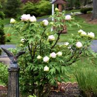 Photo of the entire plant of Japanese Tree Peony (Paeonia x ...