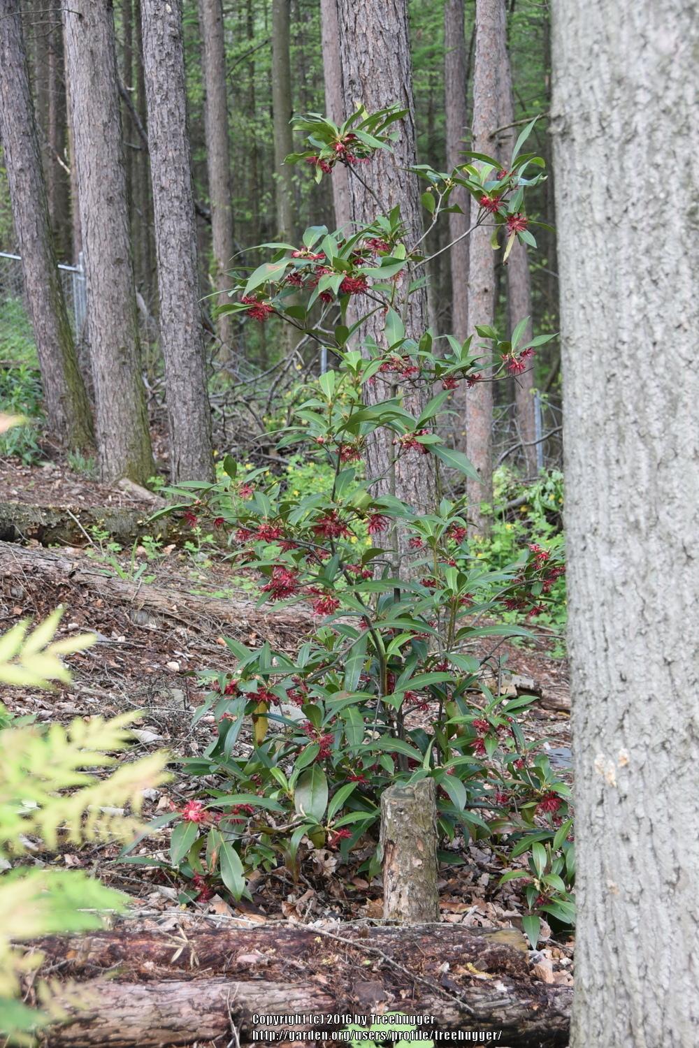 Photo of the entire plant of Hybrid Anise Tree (Illicium floridanum ...