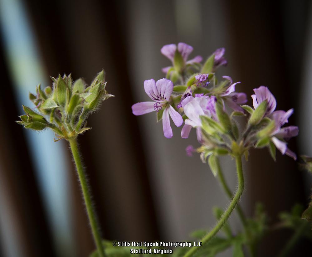 Scented Geranium (Pelargonium capitatum 'Attar of Roses') in the ...