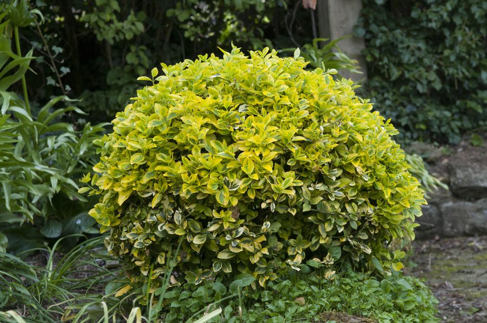 Photo of the entire plant of Golden Euonymus (Euonymus japonicus ...