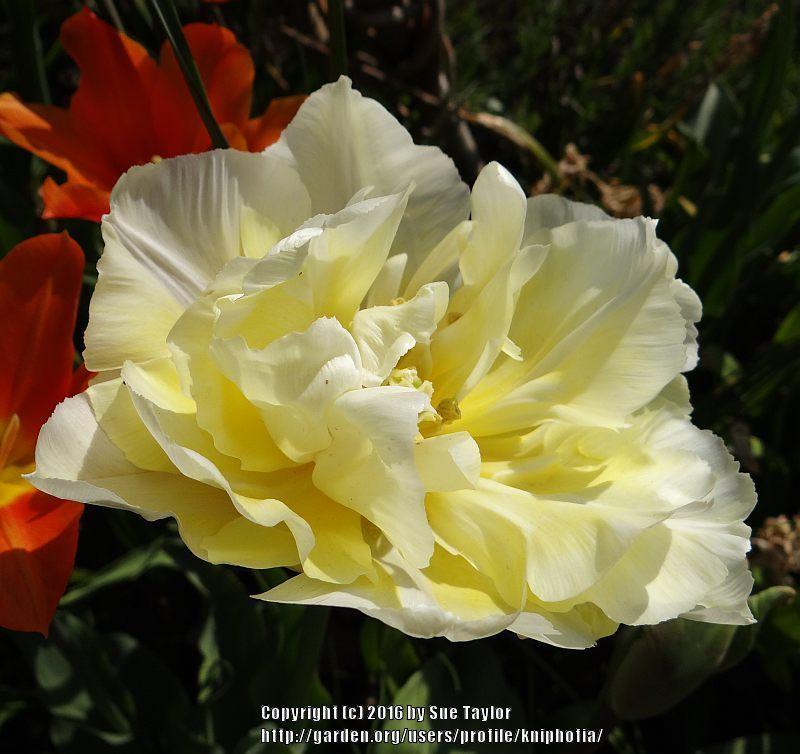 Photo of the bloom of Double Early Tulip (Tulipa 'Verona') posted by ...
