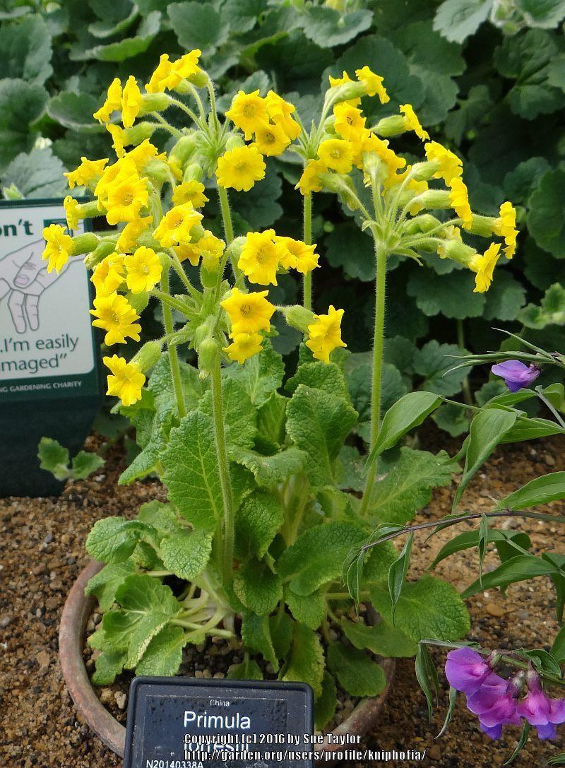 Primrose (Primula forrestii) in the Primroses Database - Garden.org