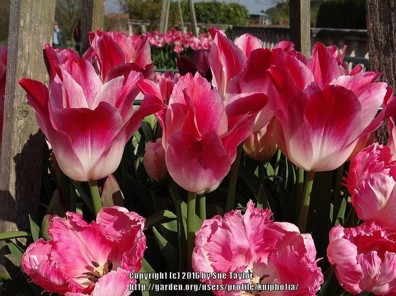 Tulip (Tulipa 'Whispering Dream') in the Tulips Database - Garden.org