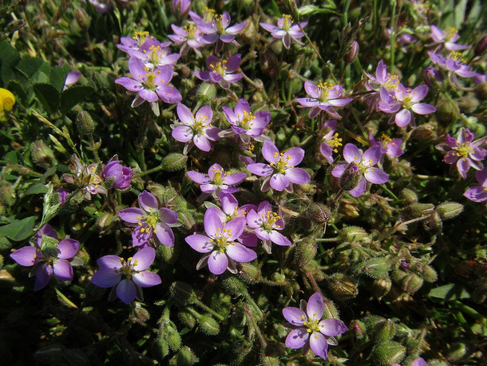 Red Sandspurry (Spergularia rubra) - Garden.org