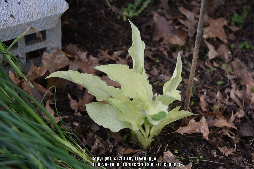 Hosta 'Mountain Mist' in the Hostas Database - Garden.org