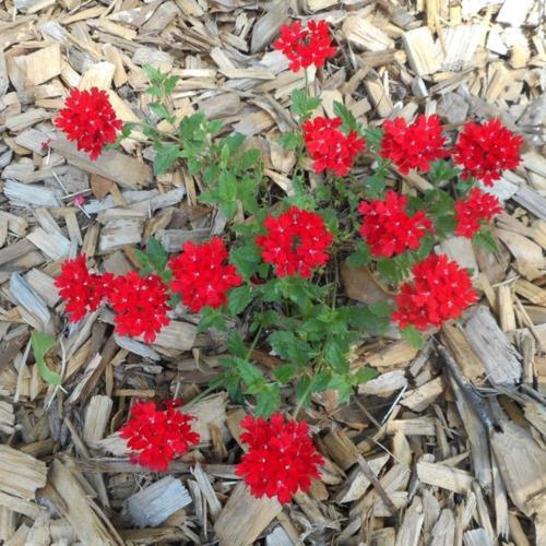 Peruvian Mock Vervain (Verbena peruviana) - Garden.org
