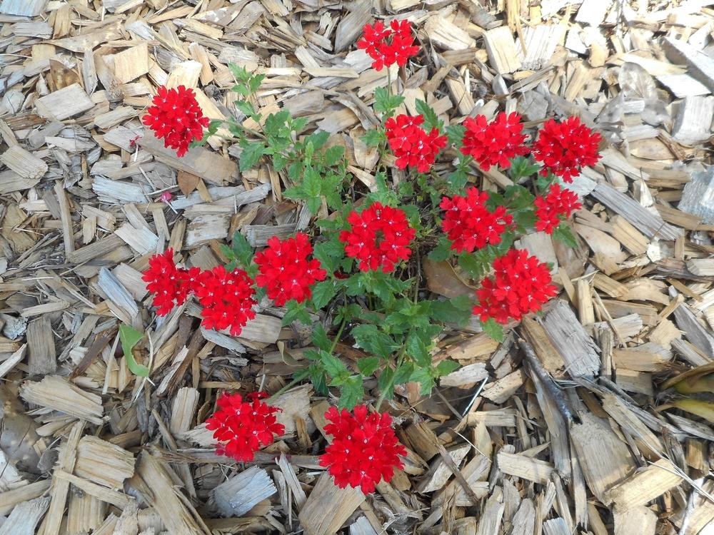 Peruvian Mock Vervain (Verbena peruviana) - Garden.org