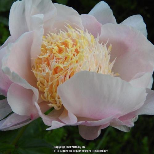 Peony (Paeonia lactiflora 'Cream Puff') in the Peonies Database ...