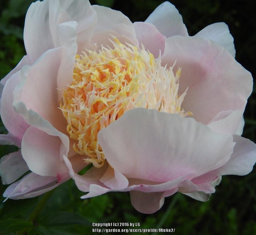 Peony (Paeonia lactiflora 'Cream Puff') in the Peonies Database ...