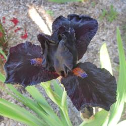 Irises forum: Best Black Iris - Garden.org
