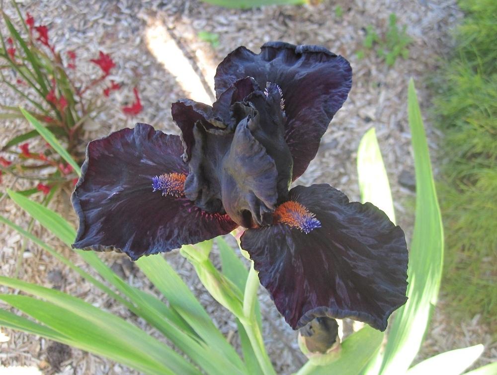 Best Black Iris in the Irises forum - Garden.org