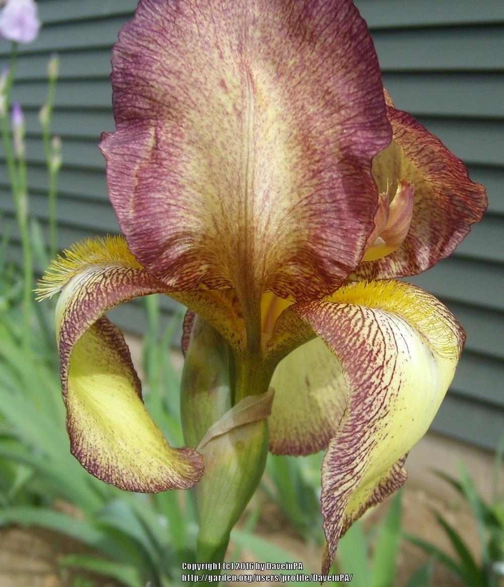 Photo of the bloom of Tall Bearded Iris (Iris 'Chocolate Cream') posted ...