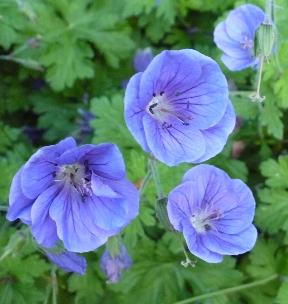 Photo of the bloom of Himalayan Geranium (Geranium himalayense ...