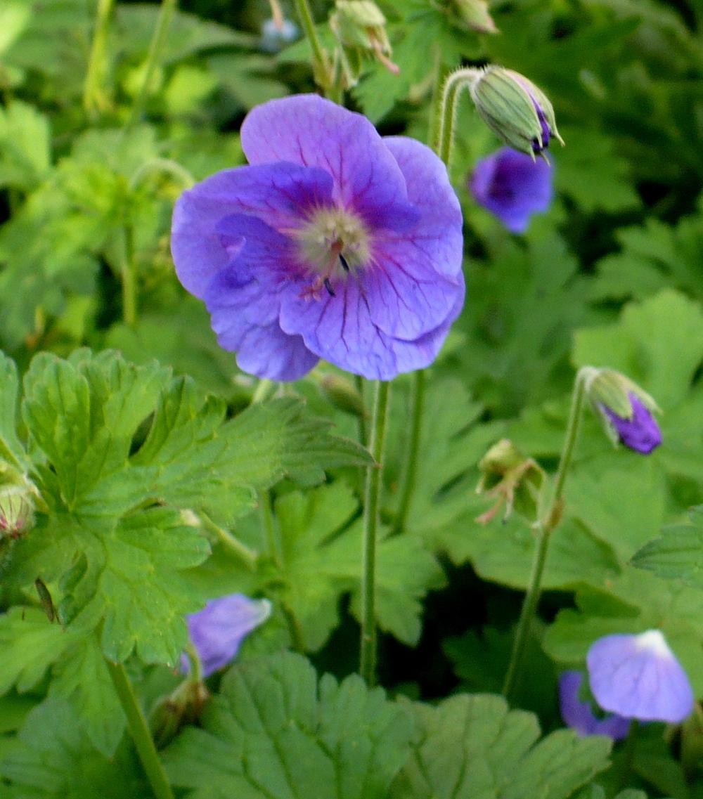 Photo of the bloom of Himalayan Geranium (Geranium himalayense ...