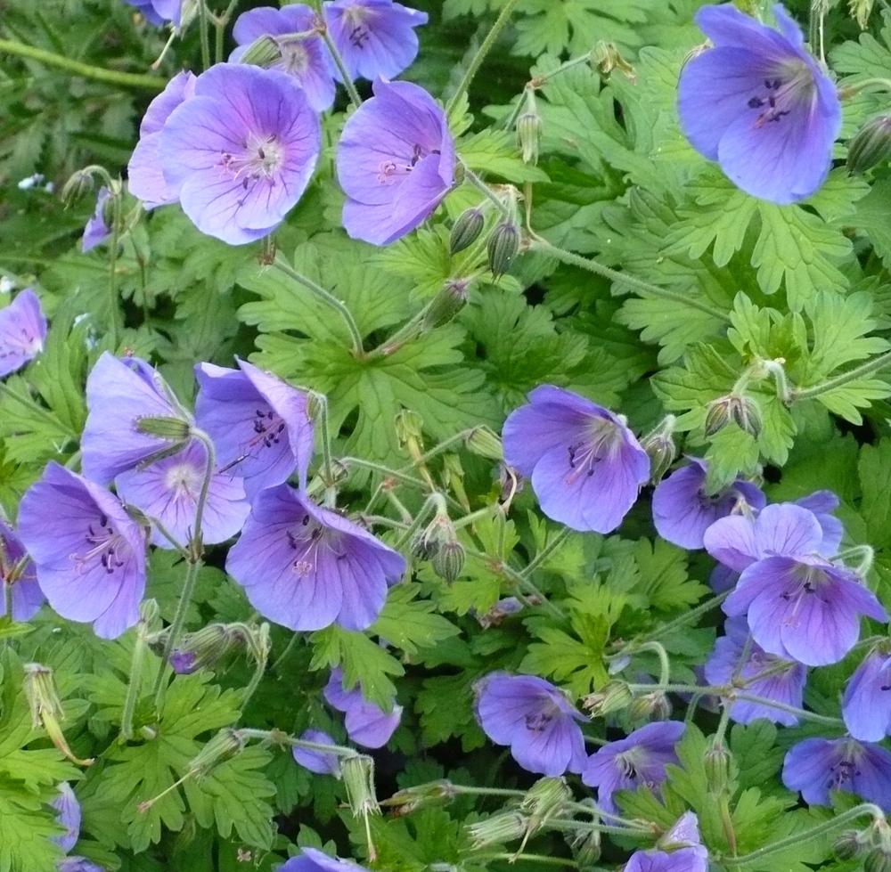 Photo of the leaves of Himalayan Geranium (Geranium himalayense ...