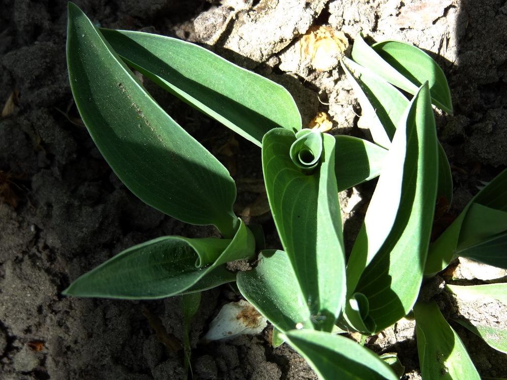 Photo of the entire plant of Hosta 'Popo' posted by Orsola - Garden.org