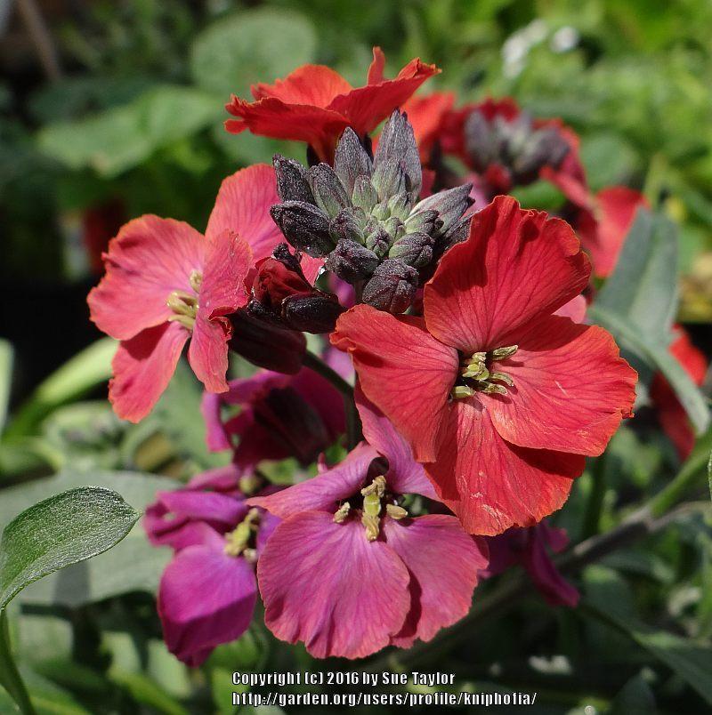 Photo of the bloom of Wallflower (Erysimum 'Red Jep') posted by ...