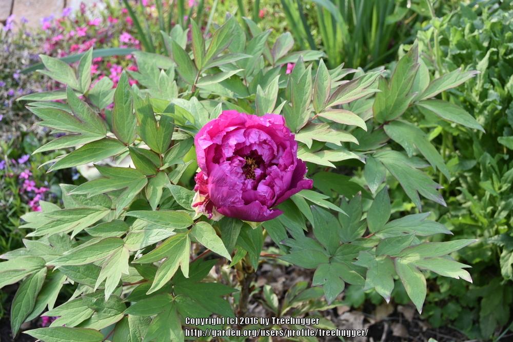 Photo of the bloom of Japanese Tree Peony (Paeonia x suffruticosa ...
