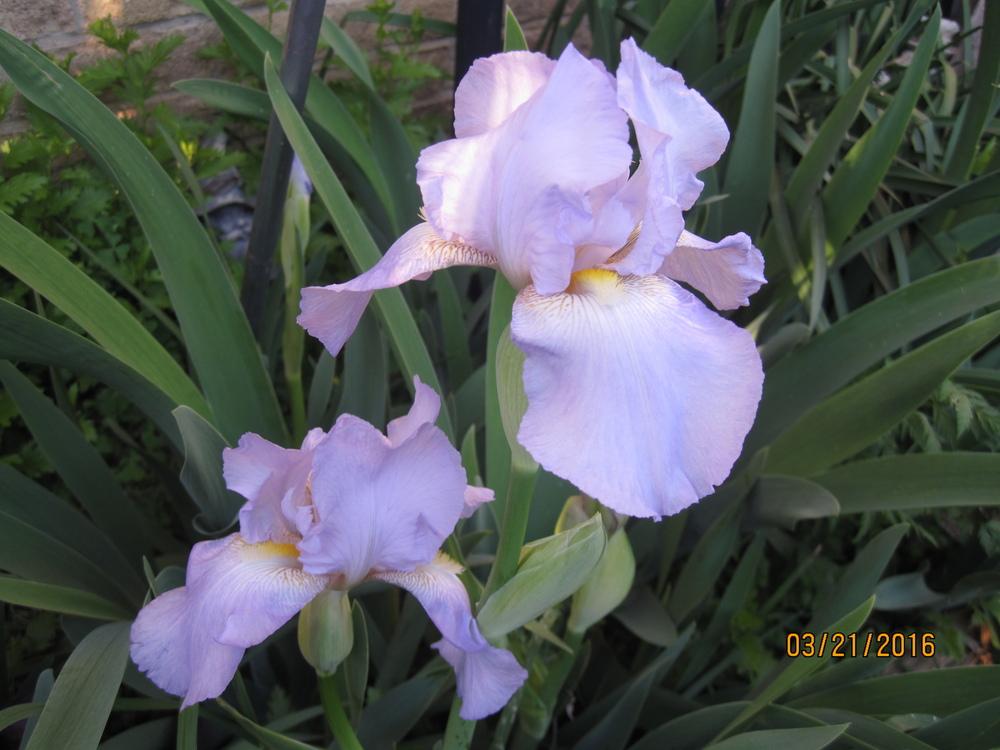 Tall Bearded Iris (Iris 'Cloud Castle') in the Irises Database - Garden.org