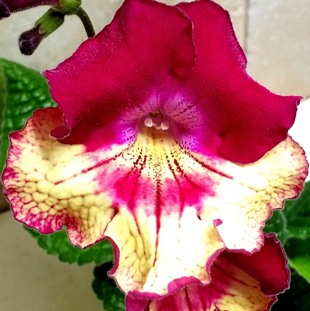 Cape Primrose (Streptocarpus 'DS-Kalahari') in the Cape Primroses ...