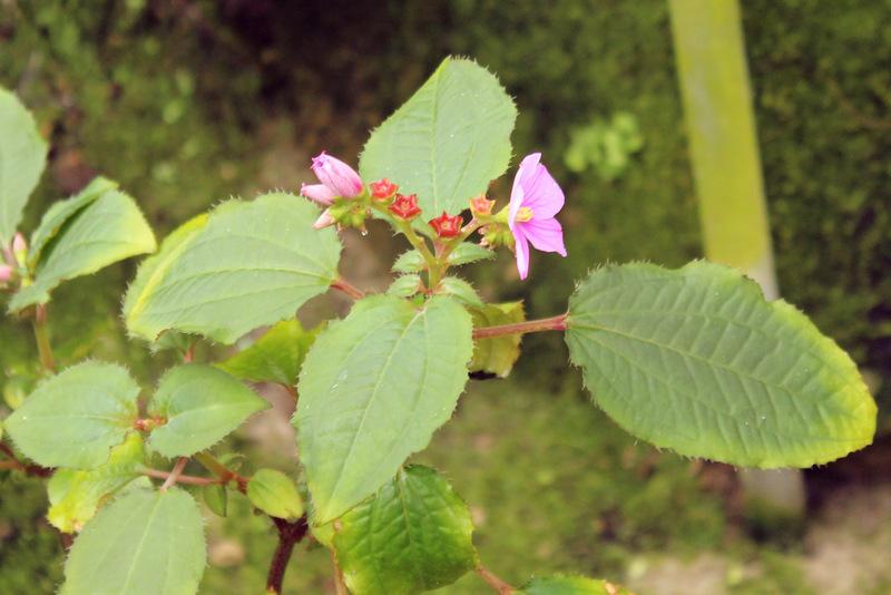 Calvoa (Calvoa orientalis) - Garden.org